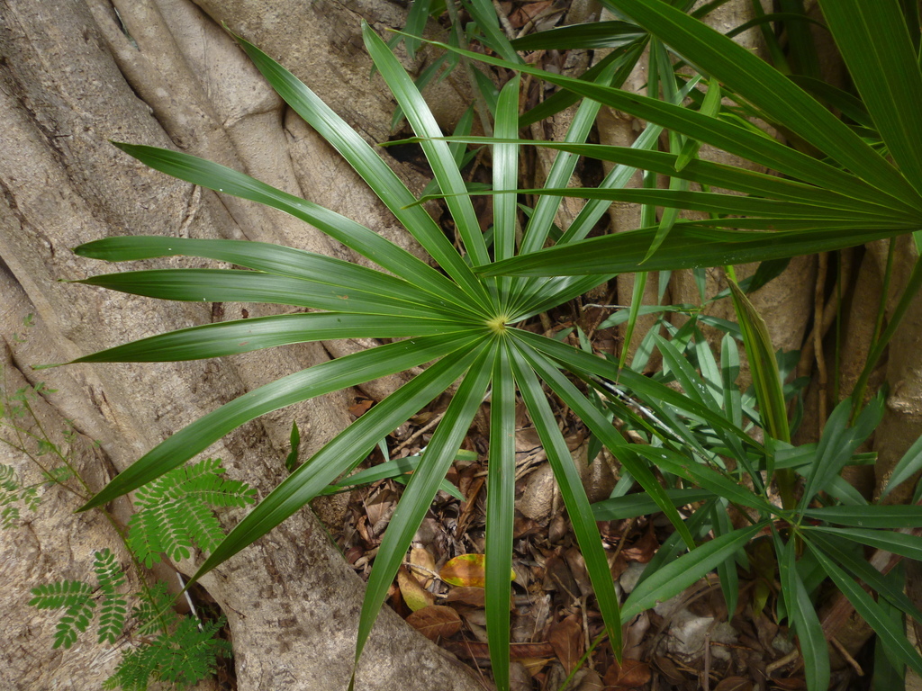 Florida Thatch Palm from Parque ecológico Kabah on August 5, 2020 by ...