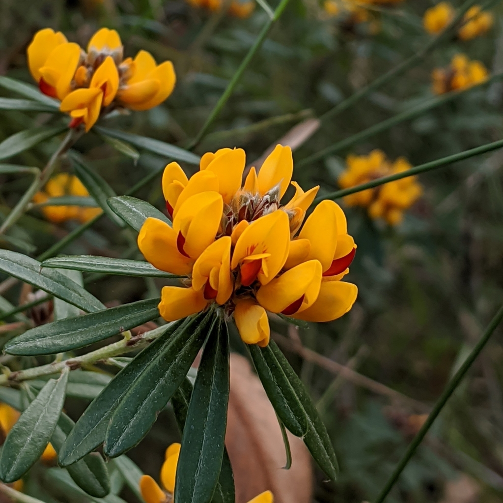 Pultenaea myrtoides from Elimbah QLD 4516, Australia on August 5, 2020 ...