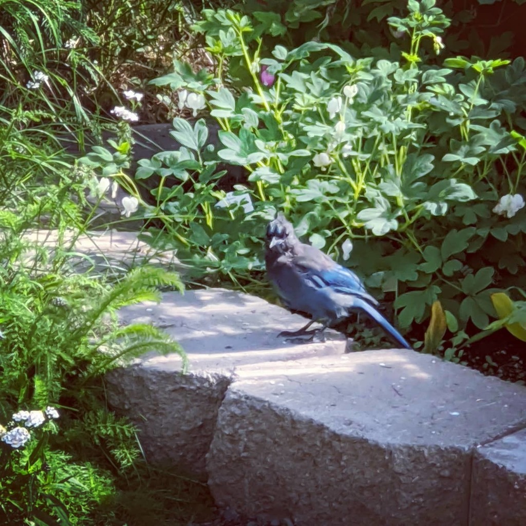 Steller's Jay from Soldotna on August 05, 2020 at 04:12 PM by Maria ...