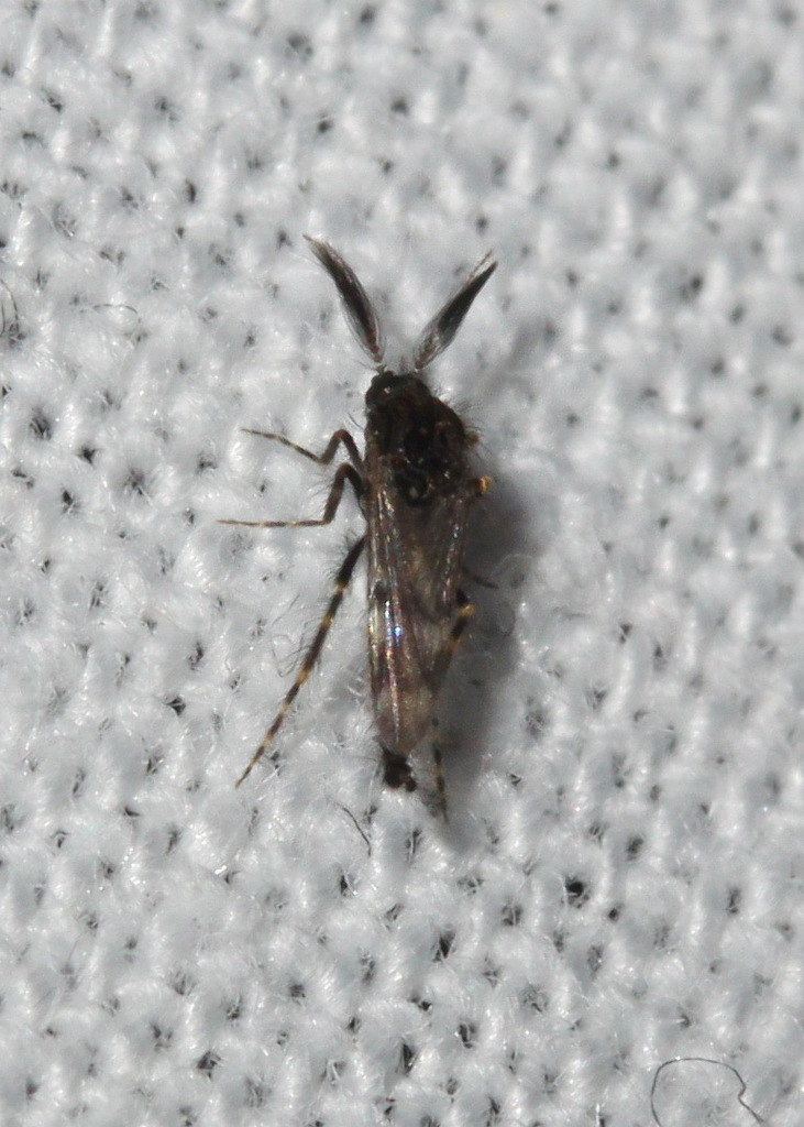 Biting Midges from Anglesea VIC 3230, Australia on August 6, 2020 at 08 ...