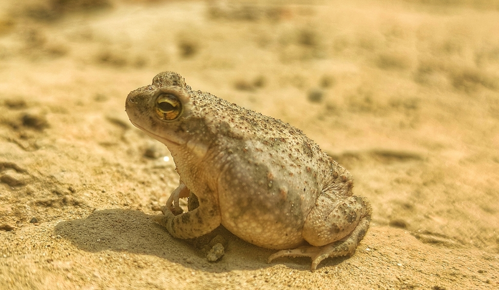 Indus Valley Toad from Ramuwala Nawan, Punjab 142040, India on August ...