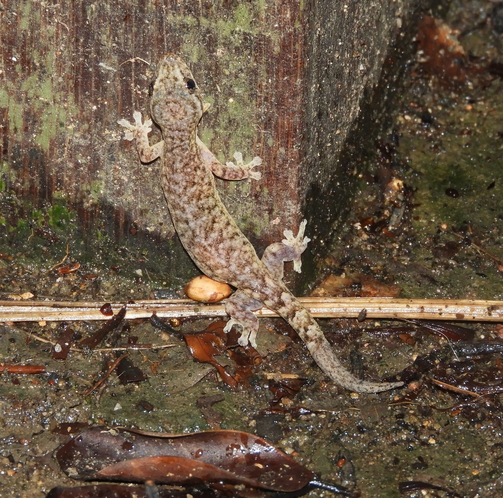 Hong Kong Slender Gecko from 香港山頂 on August 2, 2020 at 10:25 PM by ...