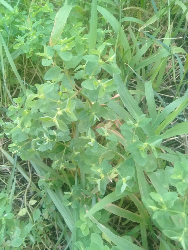 Petty Spurge from Browns Farms, Cape Town, 7750, South Africa on August ...