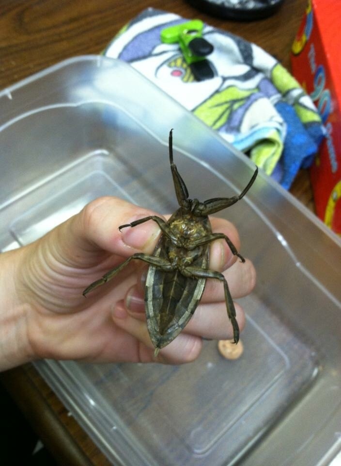 American Giant Water Bug from 90 Glenwood Ave, Sault Ste Marie, ON, CA ...