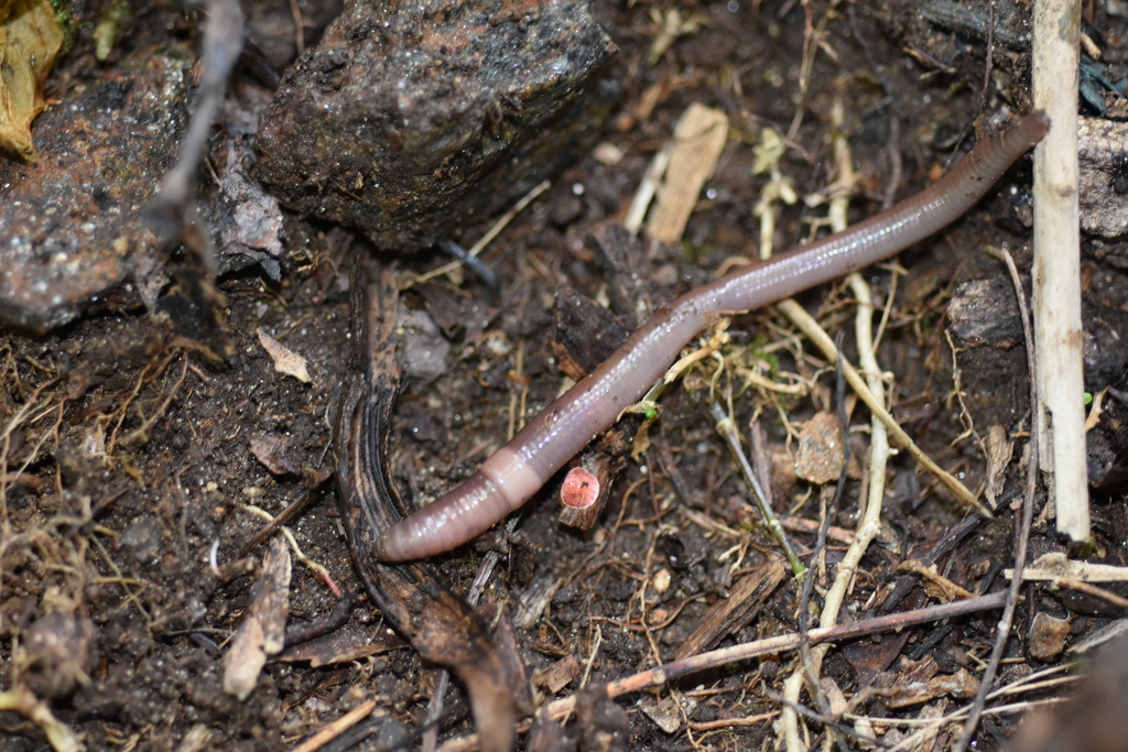 Snake Earthworms from Haywood County, NC, USA on August 6, 2020 at 03: ...