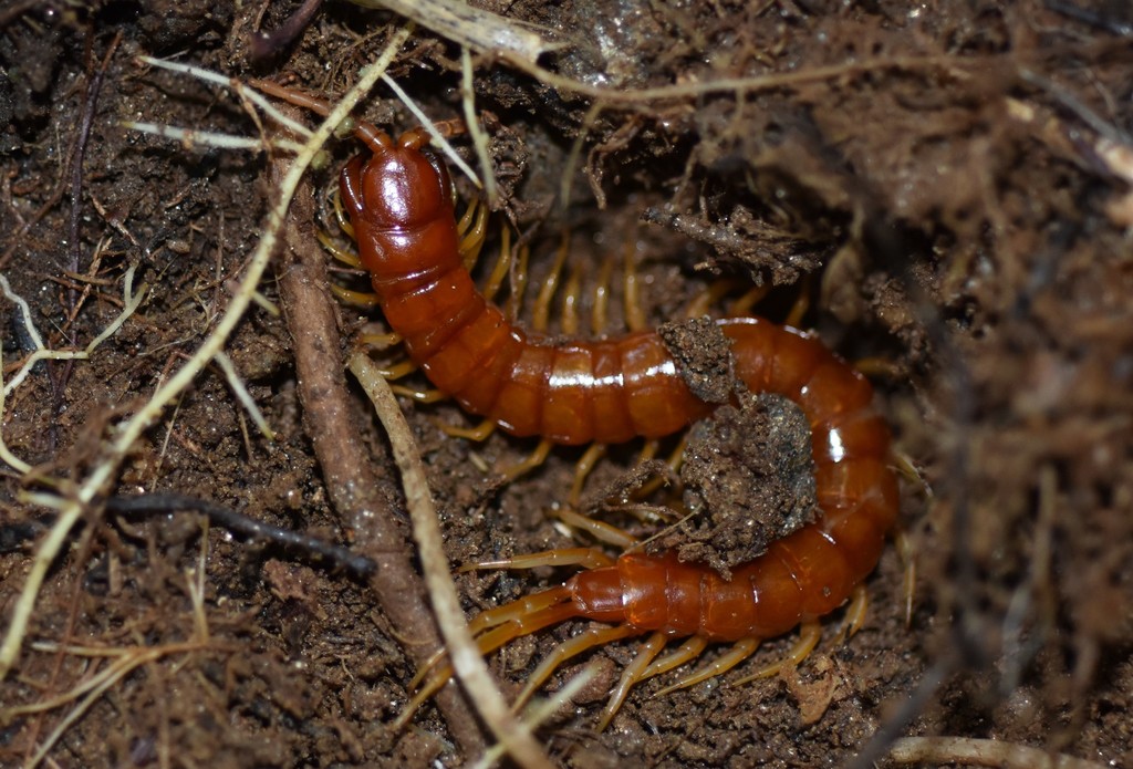 Eastern Red Centipede from Haywood County, NC, USA on August 6, 2020 at ...