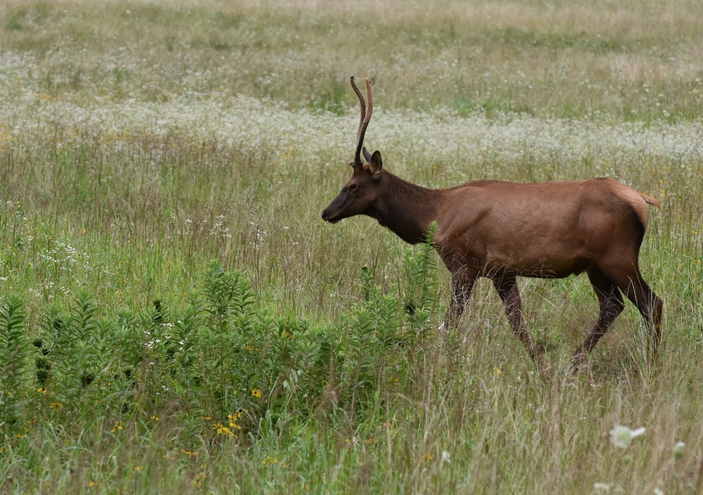 Wapiti in August 2020 by Cade · iNaturalist