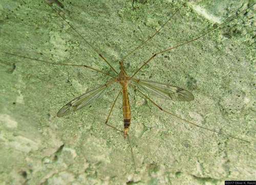 Tipula submaculata · iNaturalist