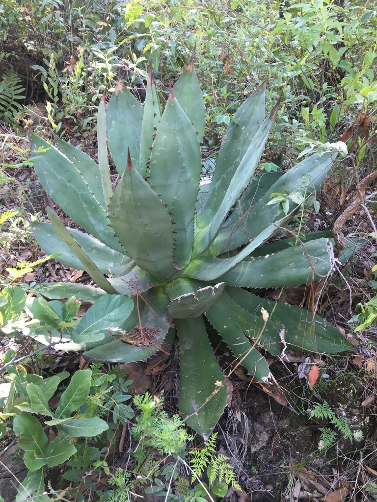 century plants from Taxco de Alarcón, GRO, MX on August 6, 2020 at 03: ...