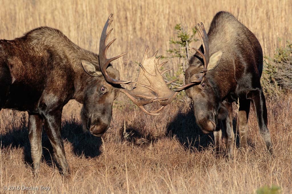 Alaskan Moose (Alces alces gigas) - Know Your Mammals