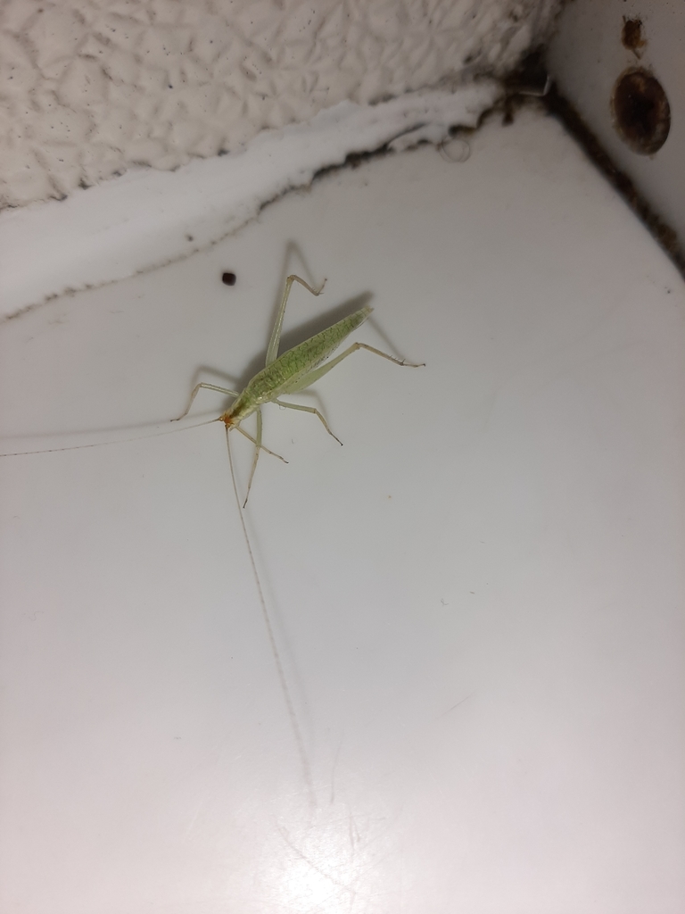 Common Tree Crickets from Benton on August 06, 2020 at 06:47 AM by ...