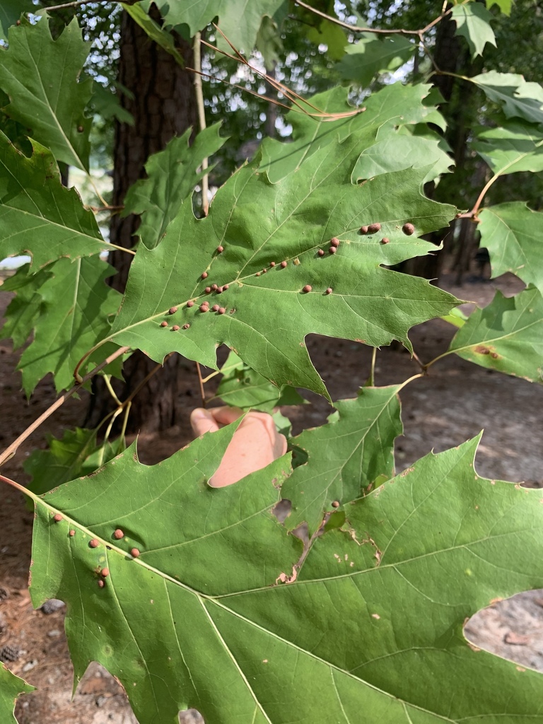 northern red oak from Murphey Candler Park, Brookhaven, GA, US on ...