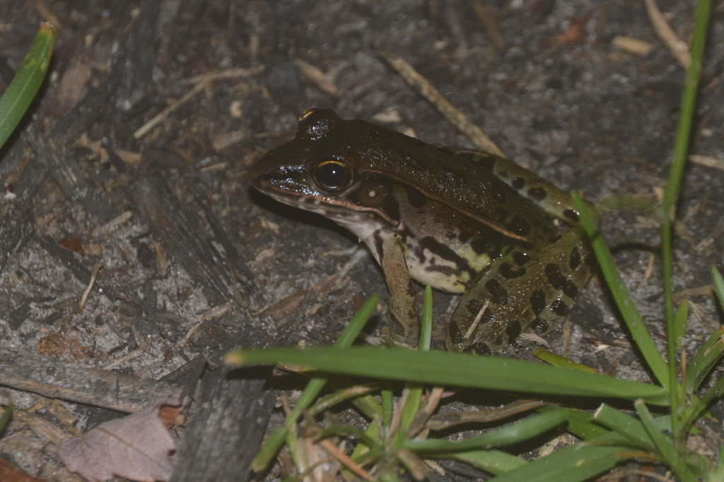 Southern Leopard Frog from Newport, NC 28570, USA on August 6, 2020 by ...