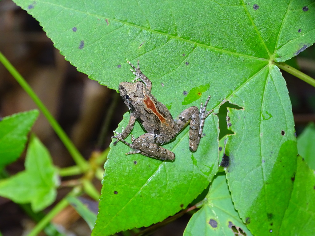 Northern Cricket Frog from Northeast Durham, Durham, NC 27704, USA on ...