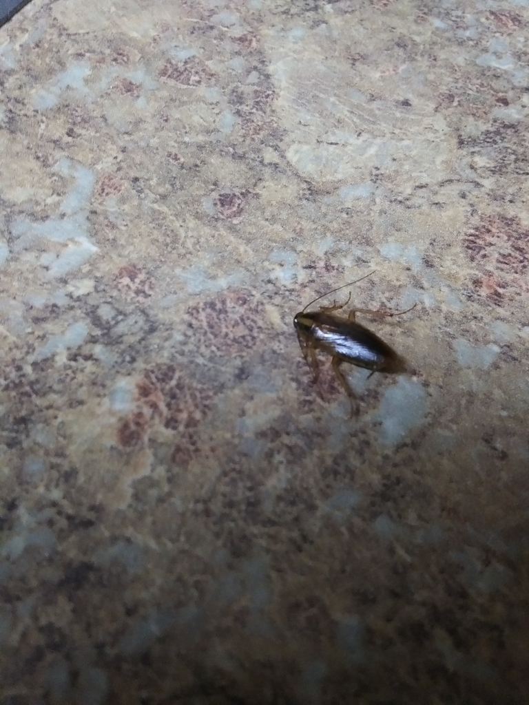 German Cockroach from Ontario, OR 97914, USA on August 7, 2020 at 03:25 ...