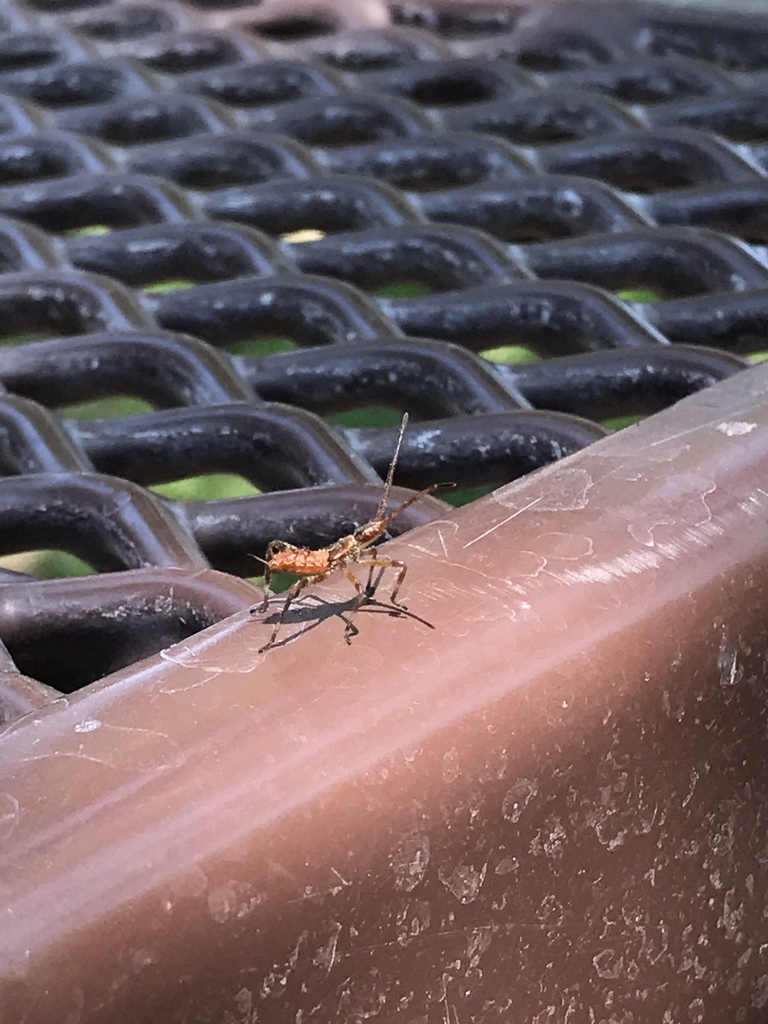 Assassin Bugs from Rossmoor Park, Los Alamitos, CA, US on July 06, 2017 ...