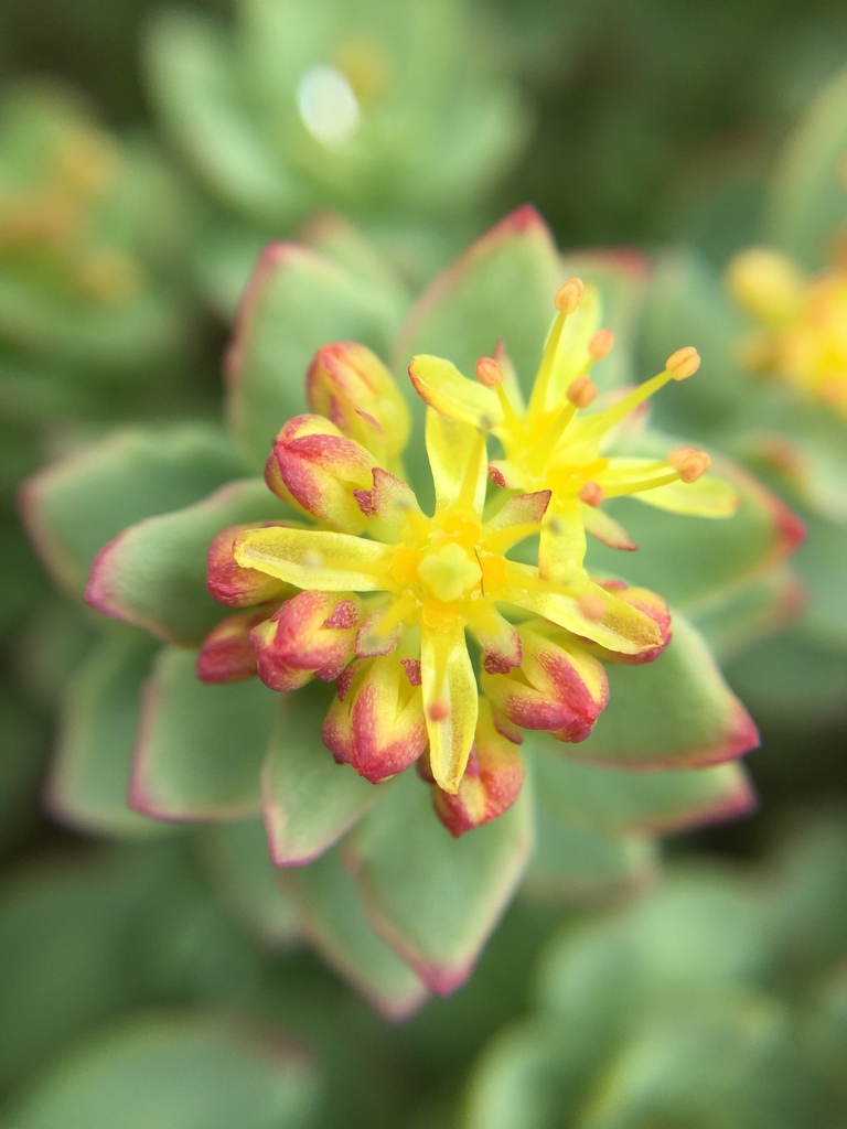 Roseroot (Rhodiola rosea) - Botanical Realm