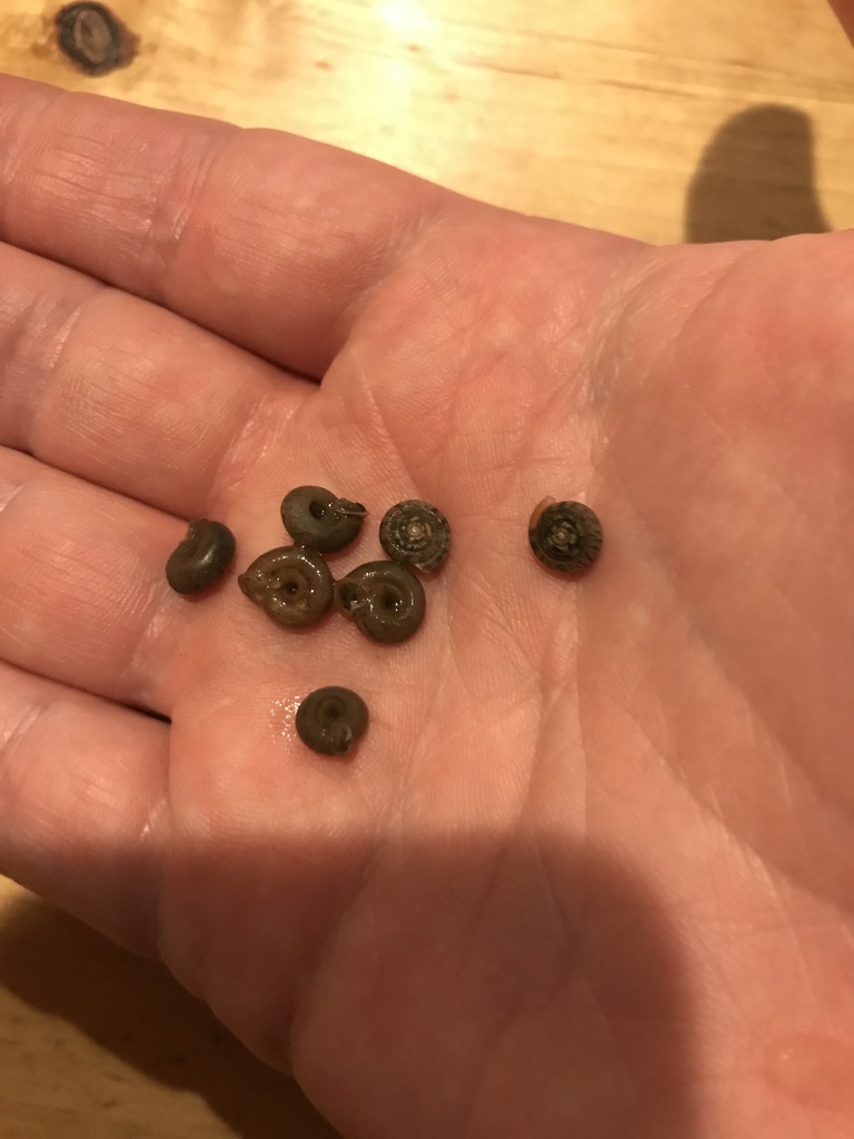 Rounded Snail from Keeneland Dr, Fair Oaks Ranch, TX, US on August 7 ...