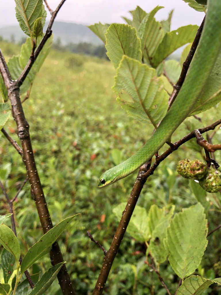 Green Snakes in August 2020 by Callie Blazier · iNaturalist