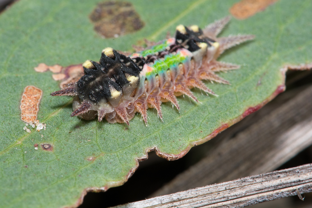 Painted Cup Moth from Staughton Vale VIC 3340, Australia on September ...