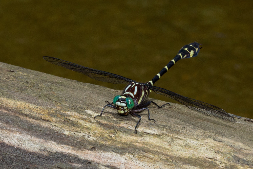 Zebra Clubtail from 43.963015, -73.137039 on August 7, 2020 at 12:02 PM ...