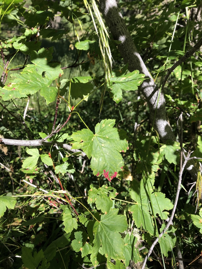 Rocky Mountain maple from Eagle Point, OR, US on August 7, 2020 at 11: ...
