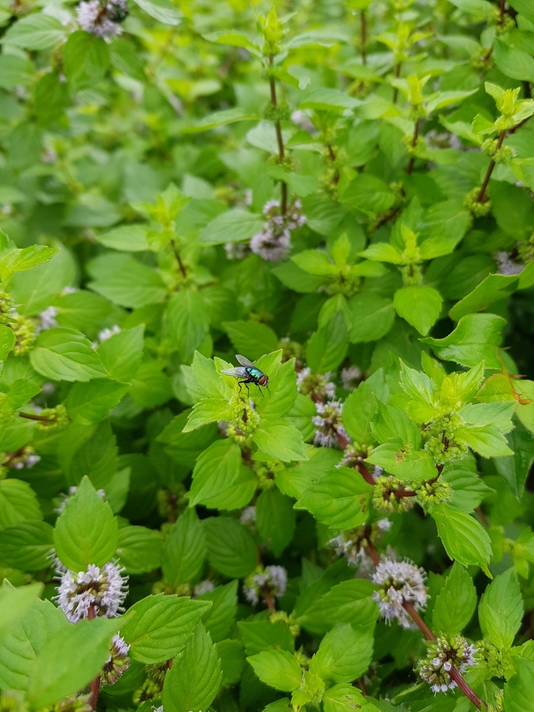 corn mint from Аракуль, Челябинская обл., Россия, 456823 on August 8 ...