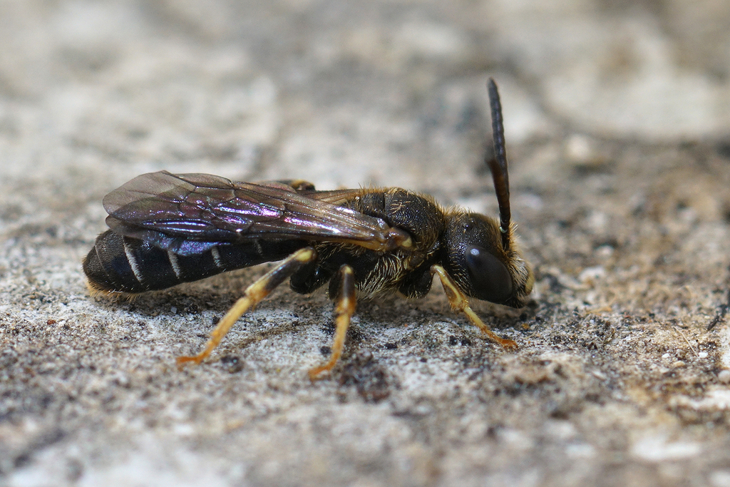 Box-headed Furrow Bee from 30340 Rousson, Frankrijk on July 20, 2020 at ...