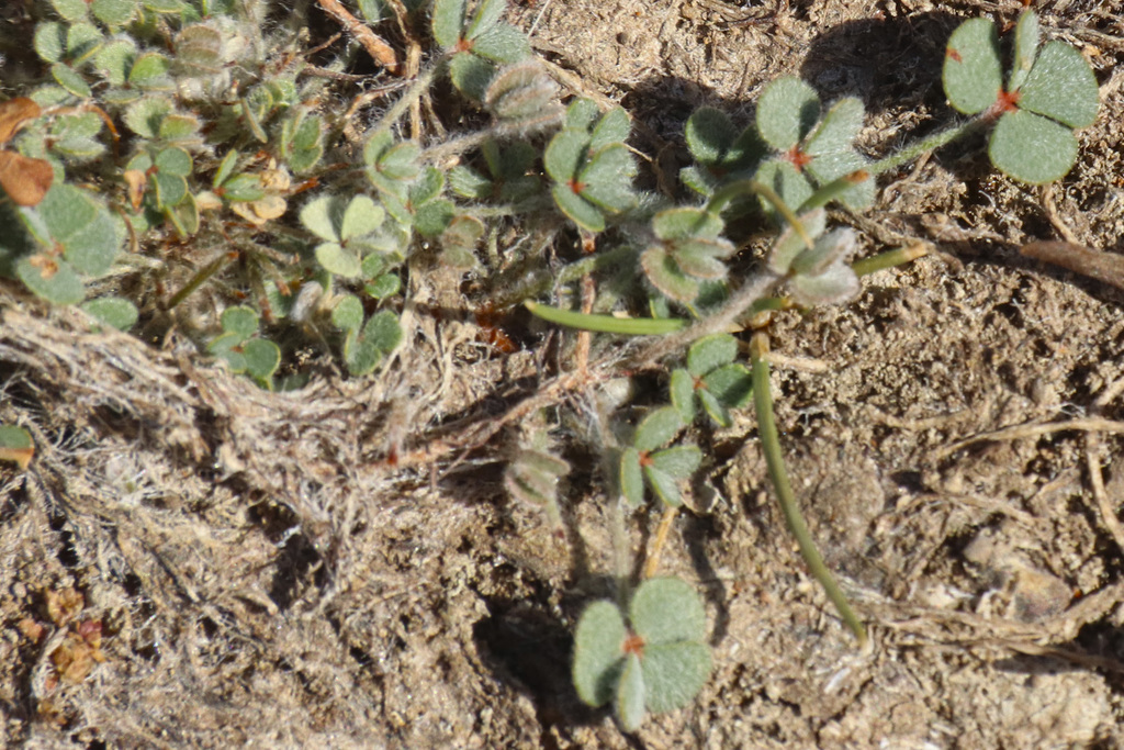 Helicopter Ferns in August 2020 by mjcorreia · iNaturalist