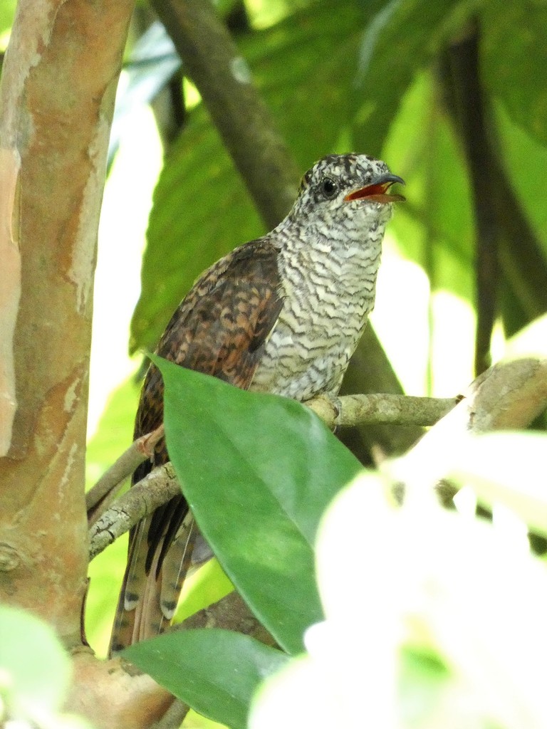 Banded Bay Cuckoo from Neo Tiew on August 8, 2020 at 10:01 AM by Lena ...