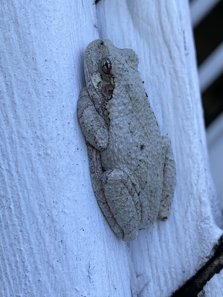 Gray Treefrog in August 2020 by doughildrew · iNaturalist