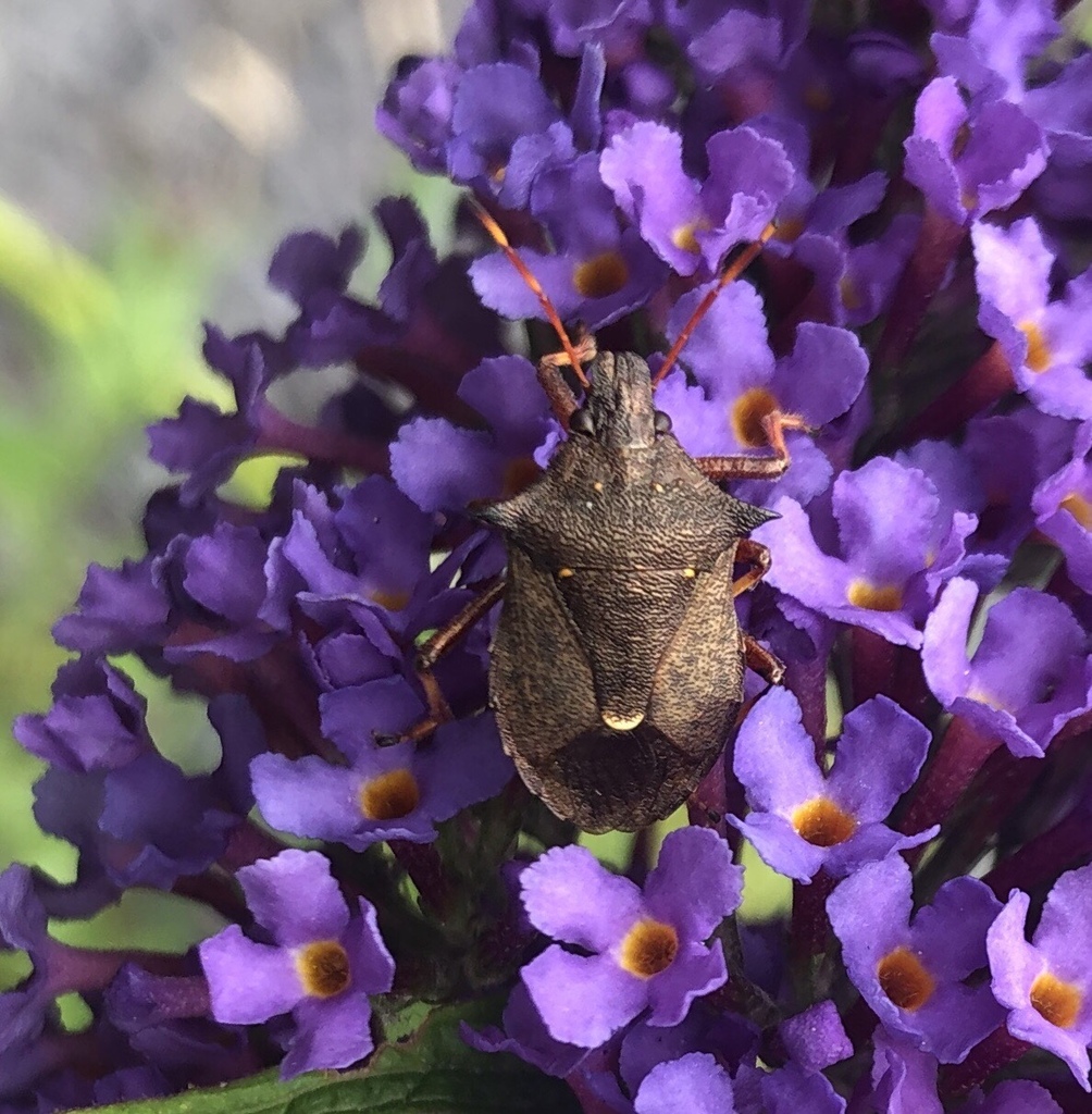 Spiny Shield Bug from Great Britain, Buxton, England, GB on August 8 ...