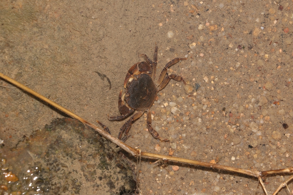 Sinolapotamon anacoluthon from 香港 on July 12, 2020 at 09:29 PM by ...