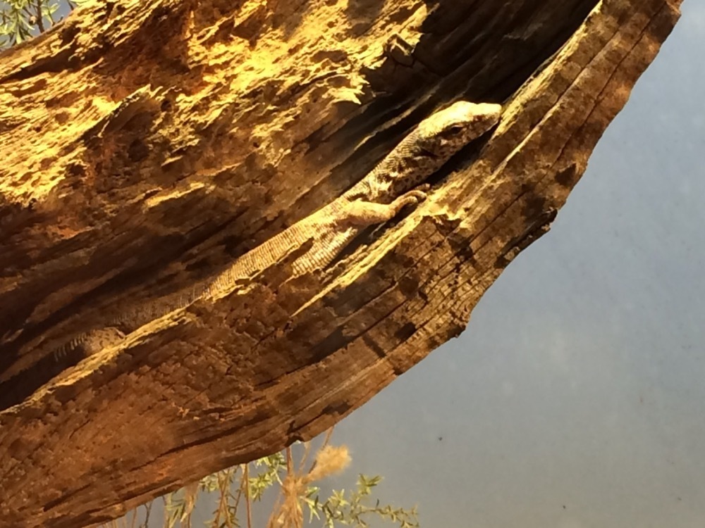 Pygmy Mulga Monitor from Sandover, AU-NT, AU on July 07, 2017 at 06:16 ...