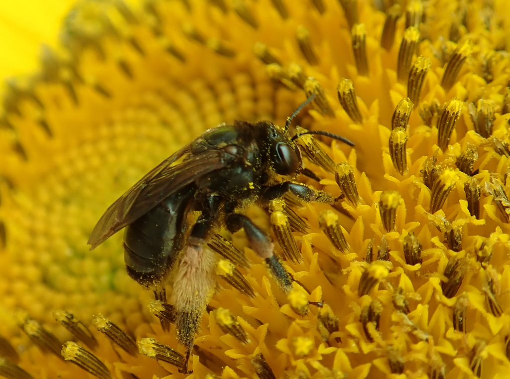 Two-spotted Longhorn Bee from Montgomery County, MD, USA on August 07 ...