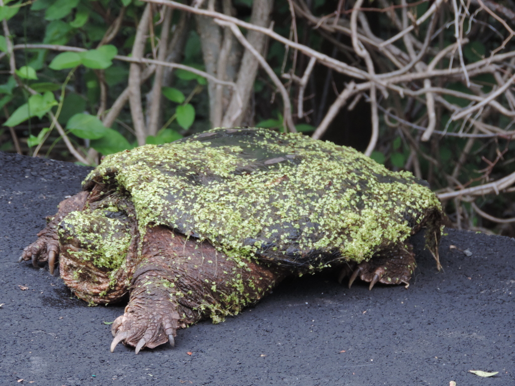 Common Snapping Turtle from Charleston, Staten Island, NY 10309, USA on ...