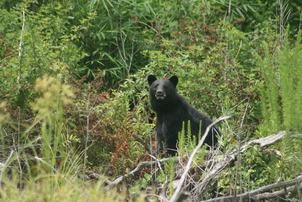 American Black Bear from Great Dismal Swamp National Wildlife Refuge ...