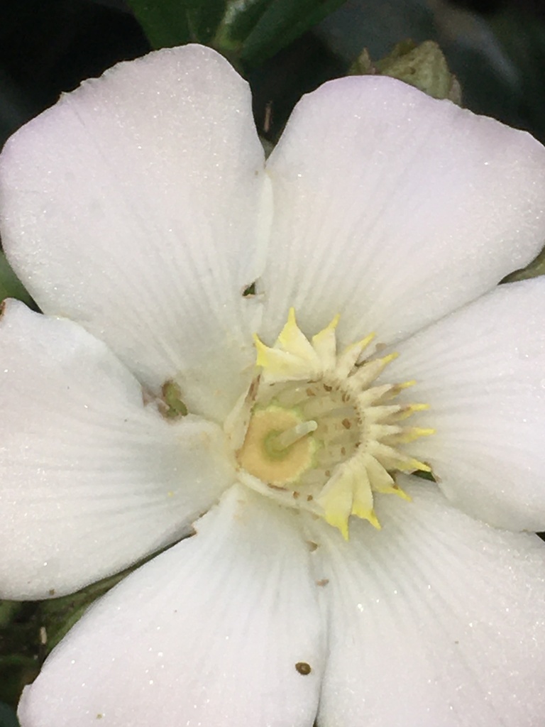 Blakea eriocalyx in August 2020 by Pedro Manzaba · iNaturalist