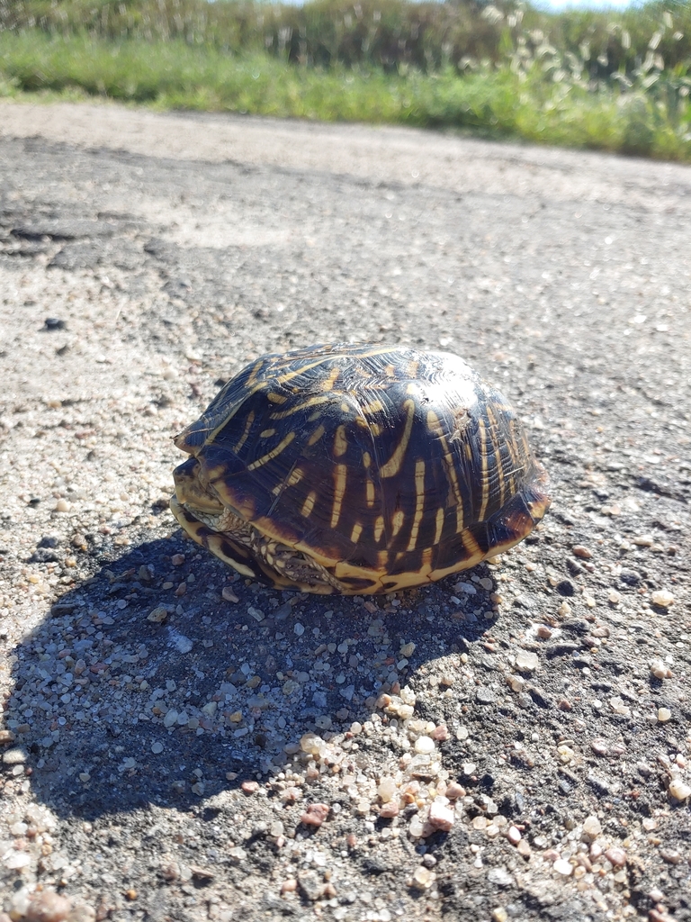 Ornate Box Turtle from Clayton, KS 67629, USA on 08 August, 2020 at 09: ...