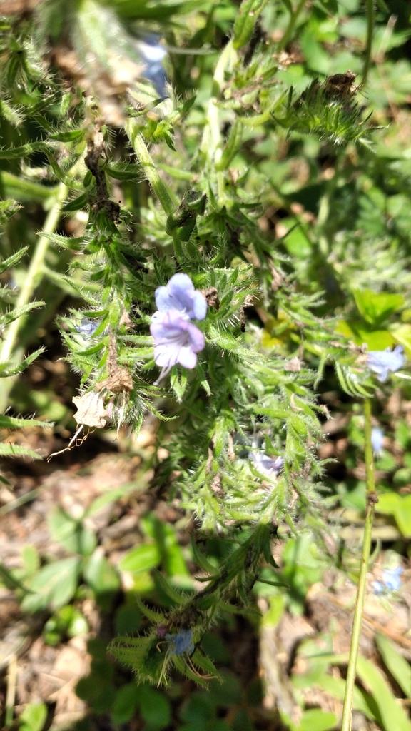 small bugloss from Tallmadge on August 07, 2020 at 12:38 PM by Jenna ...