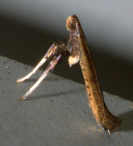 Caloptilia euglypta · iNaturalist