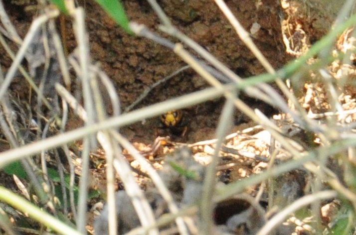 Southern Giant Hornet from North, HK on August 9, 2020 by vsoror. Guard ...
