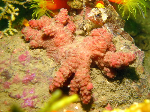 Genus Nephthyigorgia · iNaturalist