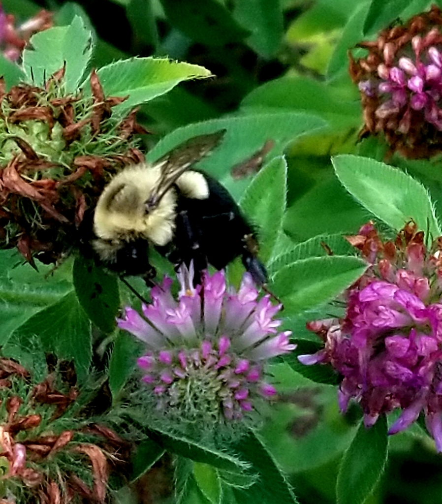 Common Eastern Bumble Bee in August 2020 by E.A. Noble · iNaturalist