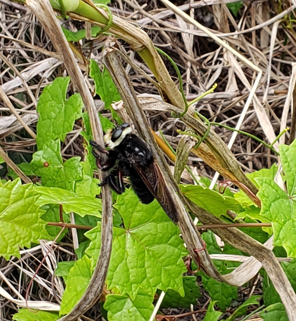 Black Bee-Killer from Yamato Scrub Natural Area on August 9, 2020 at 12 ...