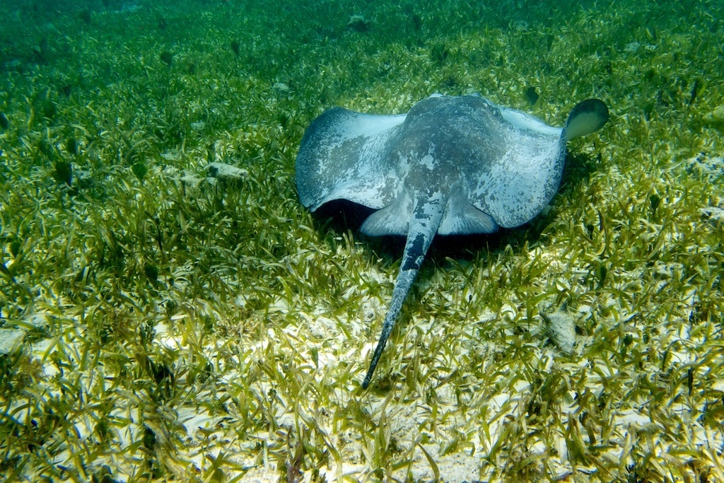 Caribbean Whiptail Stingray from Benito Juárez, Quintana Roo, México on ...