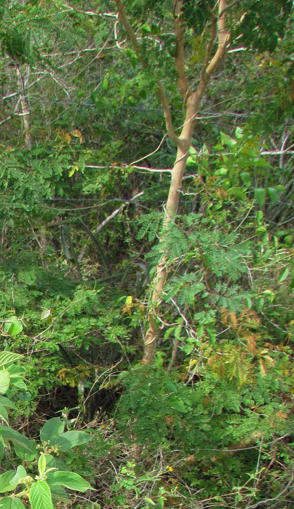 Senegalia gaumeri in April 2012 by Alfredo Dorantes Euan · iNaturalist