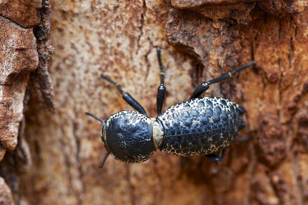 Zopherus from Bosque de Tlalpan, Distrito Federal, México on May 4 ...