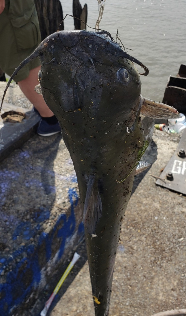 Channel Catfish from Delaware River, Philadelphia, PA, US on August 09 ...