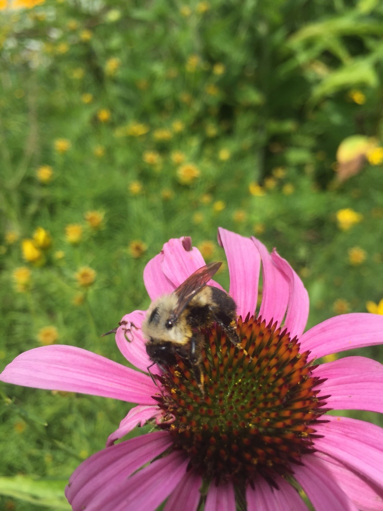 Bumble Bees from De Korte Park Plz, Lyndhurst, NJ, US on July 8, 2017 ...